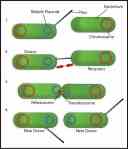 Bacterial Conjugation – A Primitive form of Sexual Reproduction ...