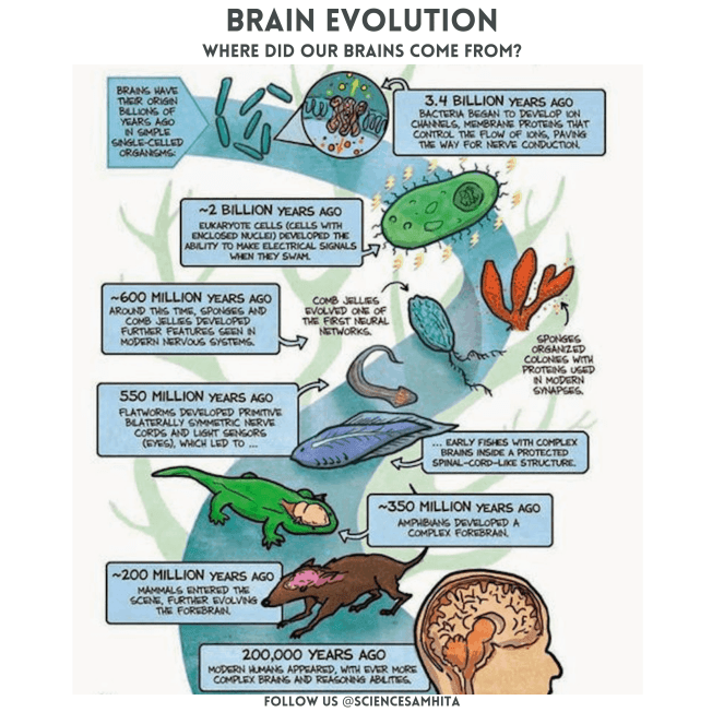 Evolution of Brain – Where did our brains come from? – Science Samhita