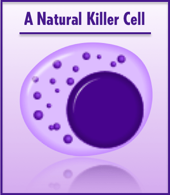 natural-killer-cell – Science Samhita
