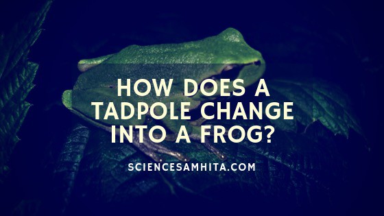 How does a Tadpole change into a Frog? – Science Samhita