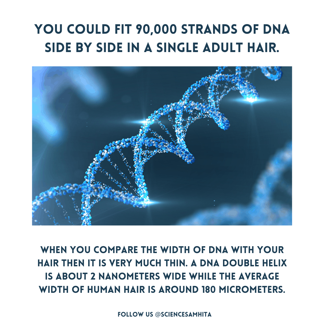 A Human Hair equals 90,000 DNA strands. – Science Samhita