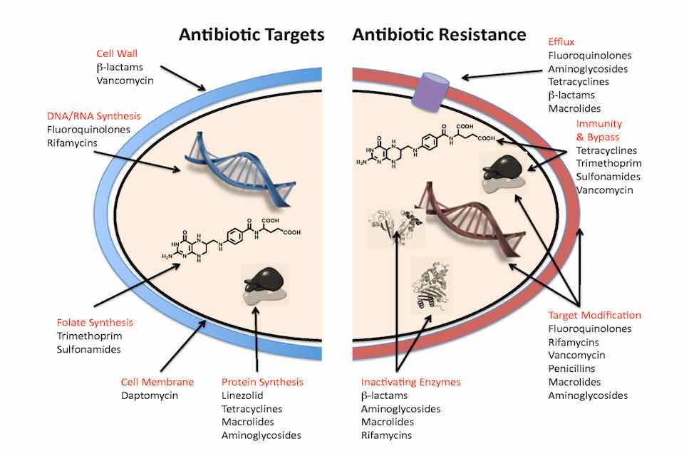 How do Bacteria become Resistant to Antibiotics? – Science Samhita