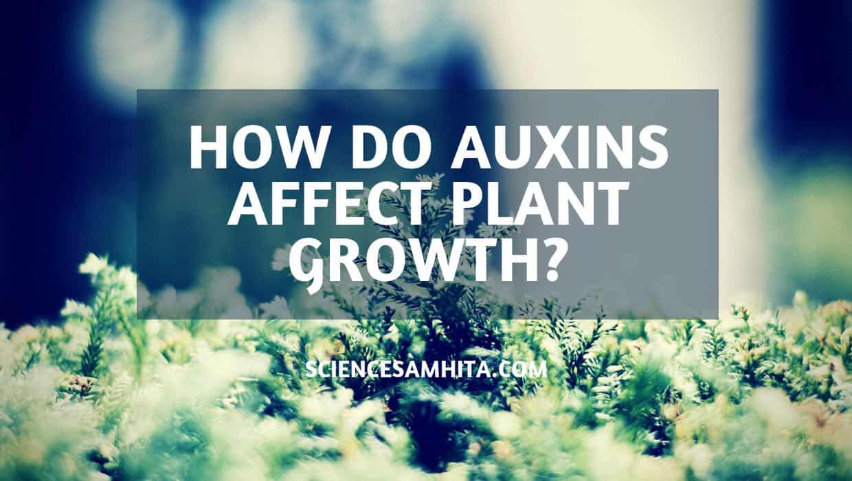 Plant Hormones – Science Samhita