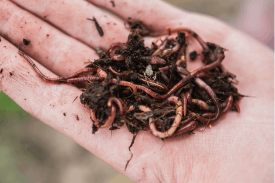 What is Vermiculture? How can you prepare Vermicompost? – Science Samhita