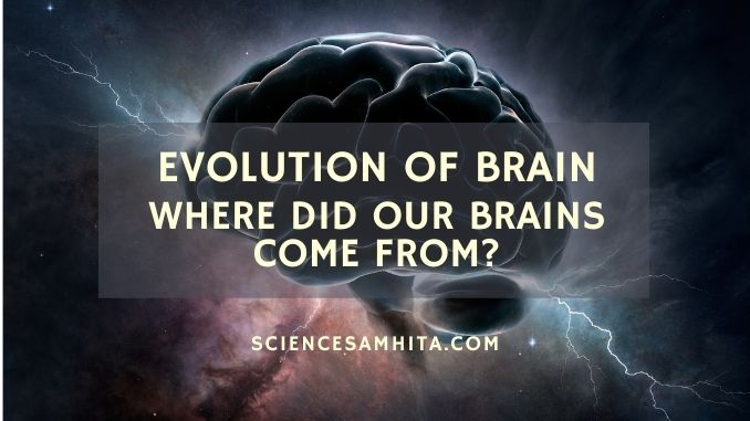 Evolution of Brain – Where did our brains come from? – Science Samhita