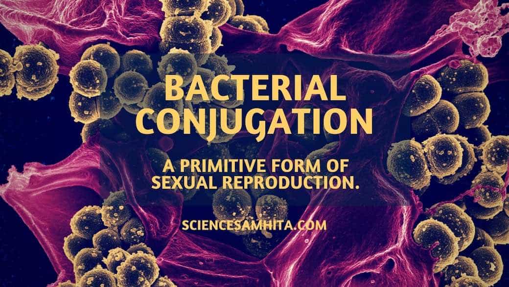 Bacterial Conjugation – A Primitive form of Sexual Reproduction ...