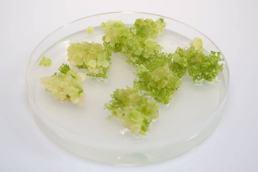 What are Explants? – Science Samhita