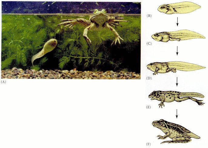How does a Tadpole change into a Frog? – Science Samhita