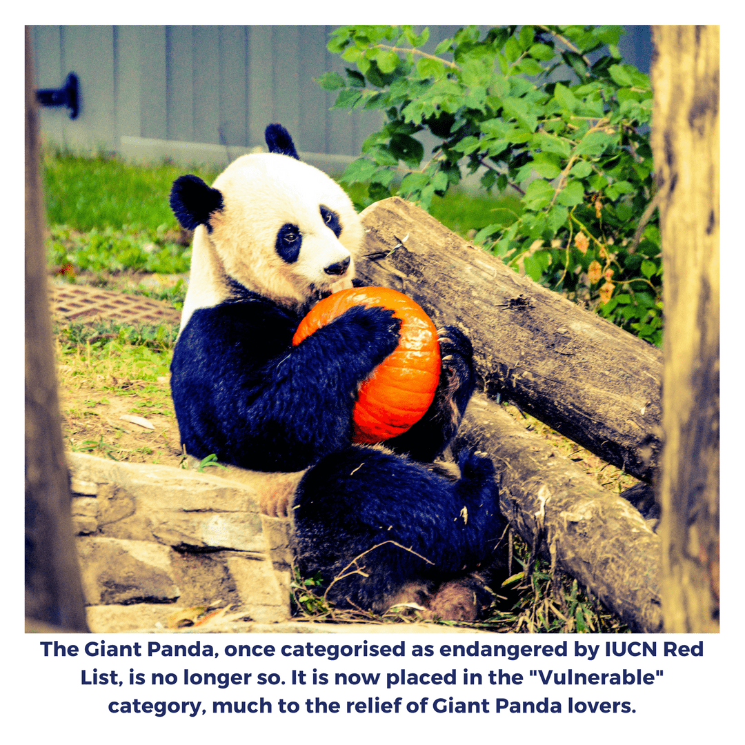 The Giant Panda. – Science Samhita