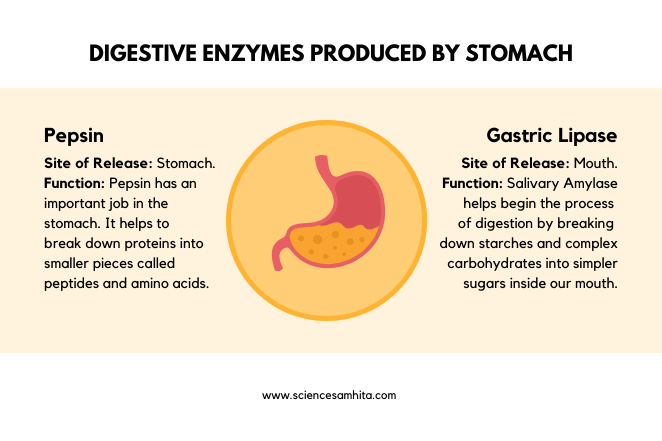 12 Key Digestive Enzymes present in Human Digestive System. – Science ...