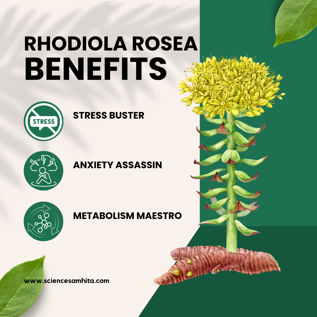 What is Rhodiola rosea? What are its Health Benefits? – Science Samhita