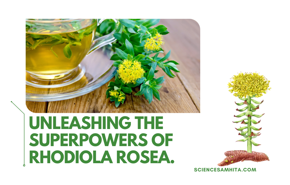 What is Rhodiola rosea? What are its Health Benefits? – Science Samhita