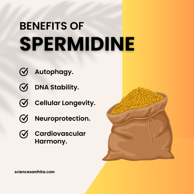 Spermidine: Your Cellular Fountain of Youth – Science Samhita