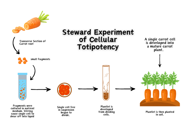 What is meant by Cellular Totipotency? – Science Samhita