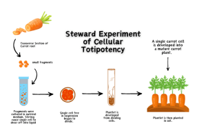 What is meant by Cellular Totipotency? – Science Samhita